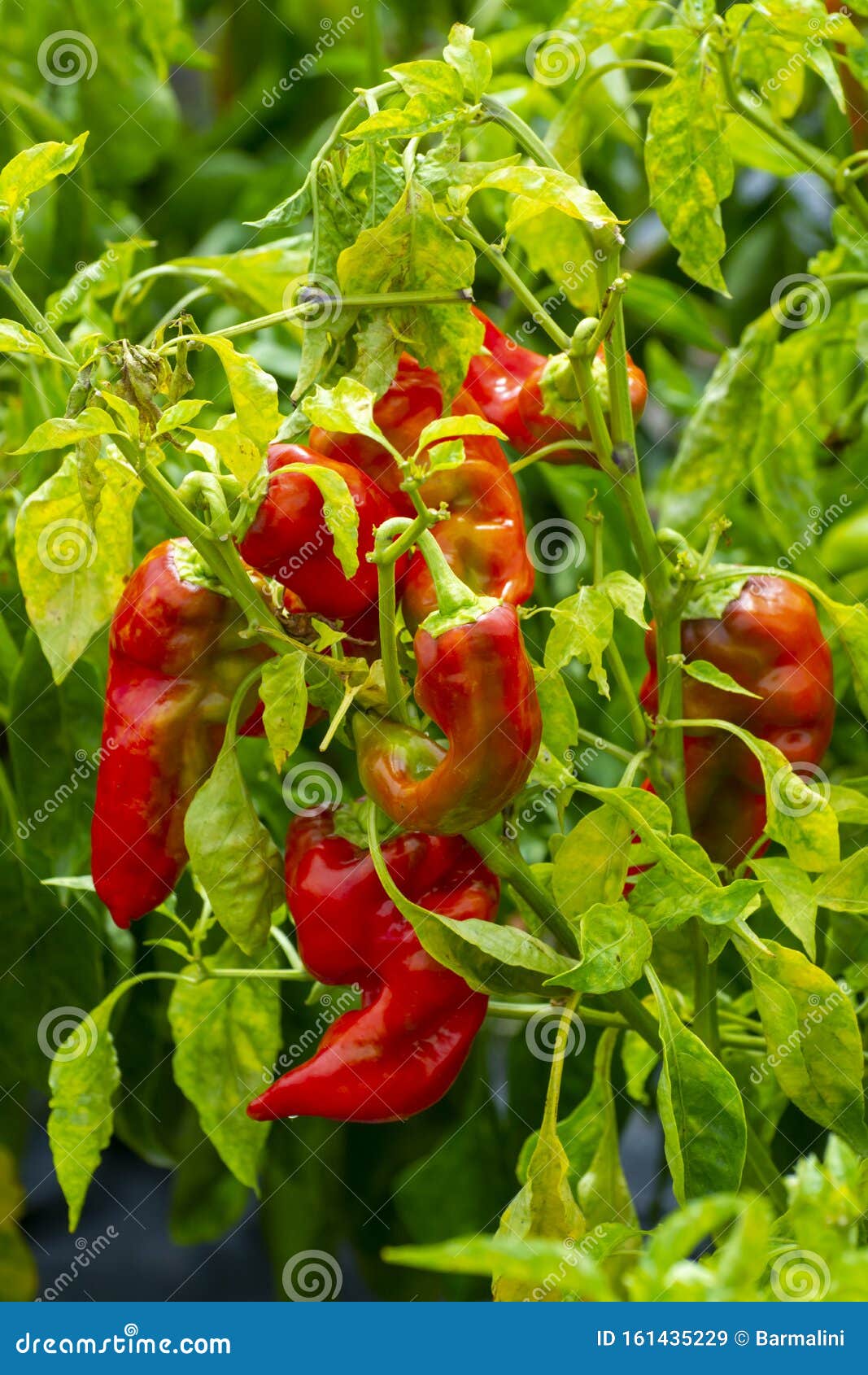 Red Sweet Turkish Paprika Vegetable Growing on Fields Stock Image ...