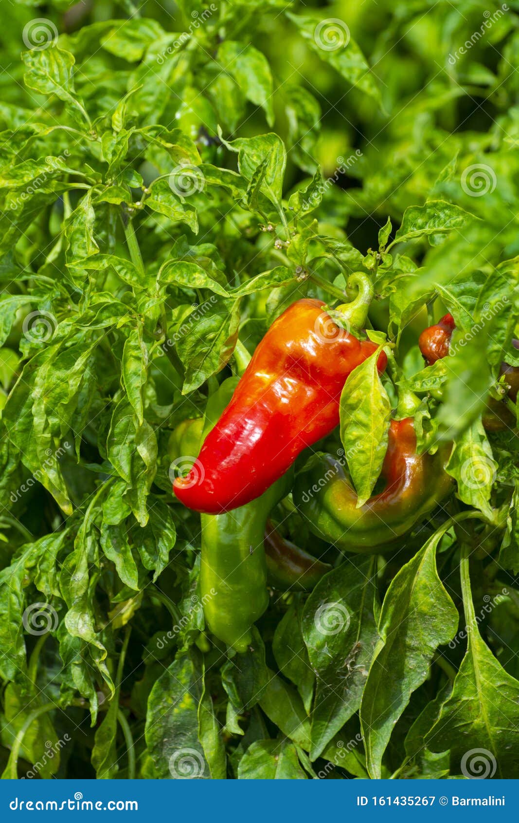Red Sweet Turkish Paprika Vegetable Growing on Fields Stock Image ...