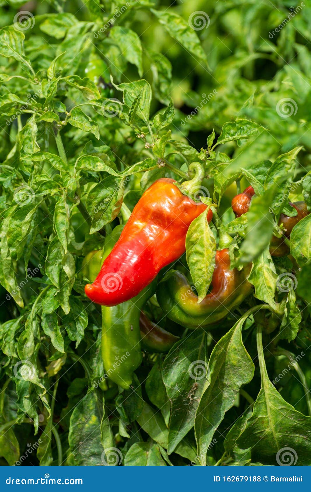 Red Sweet Turkish Paprika Vegetable Growing on Fields Stock Photo ...