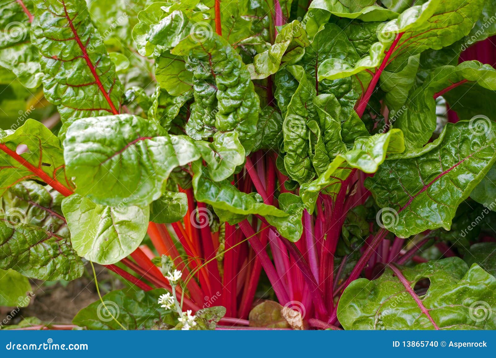 Red swiss chard stock photo. Image of green, leafy, vulgaris - 13865740