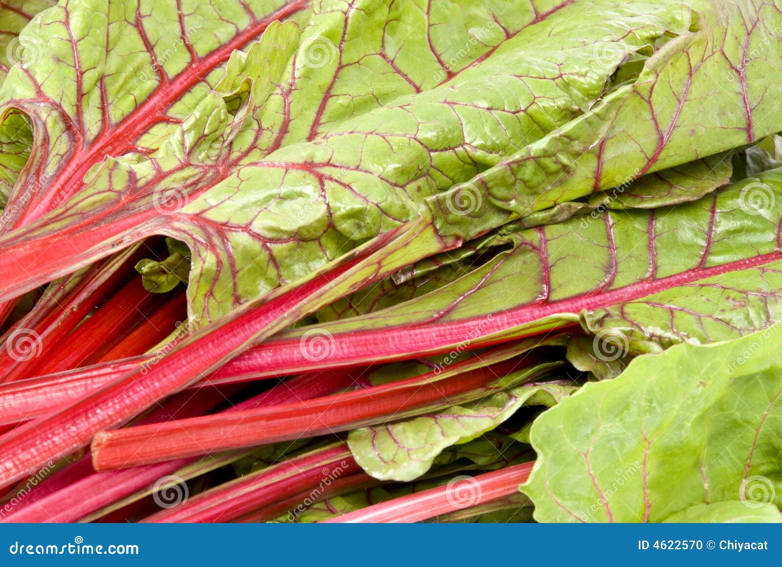 Red Swiss Chard stock photo. Image of swiss, fiber, chard - 4622570