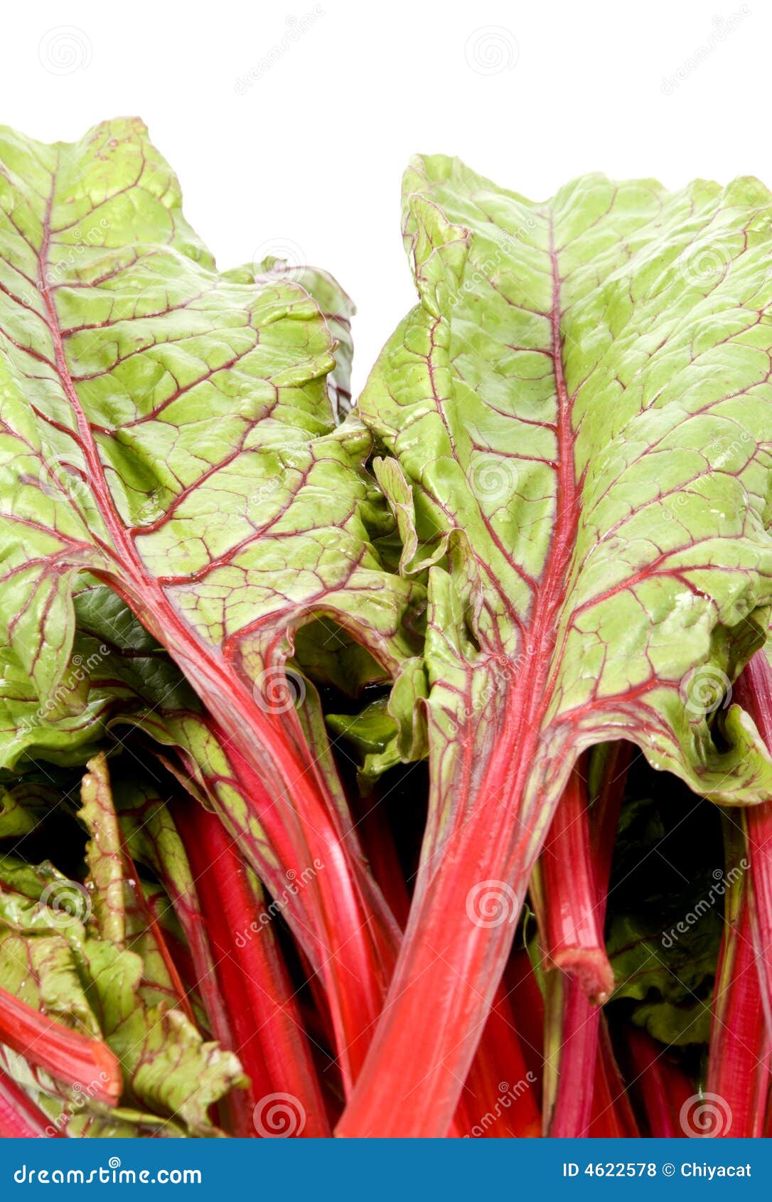 Red Swiss Chard stock photo. Image of spinach, close, healthy - 4622578