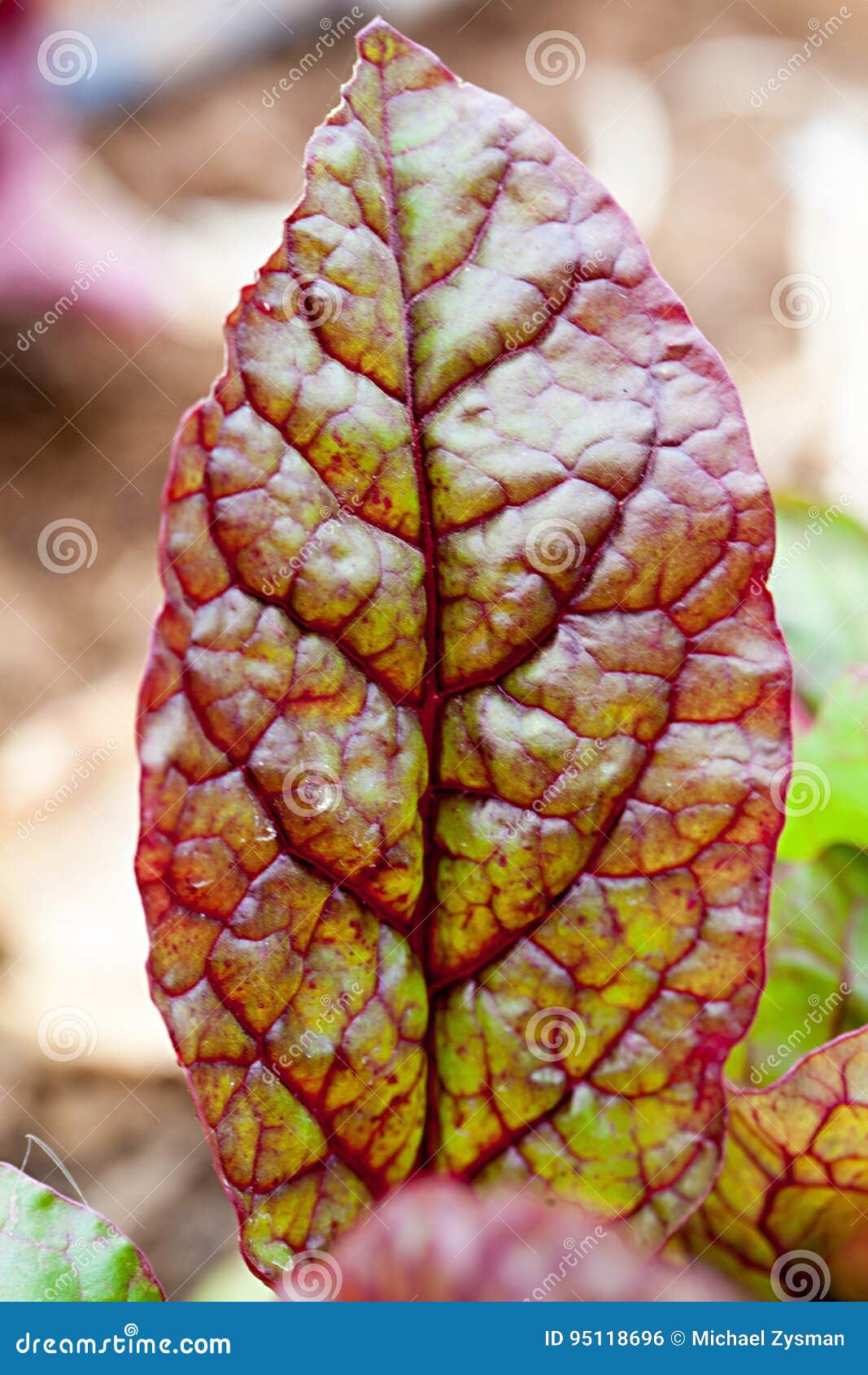 Red Swiss Chard Leaf stock photo. Image of plants, freshness - 95118696
