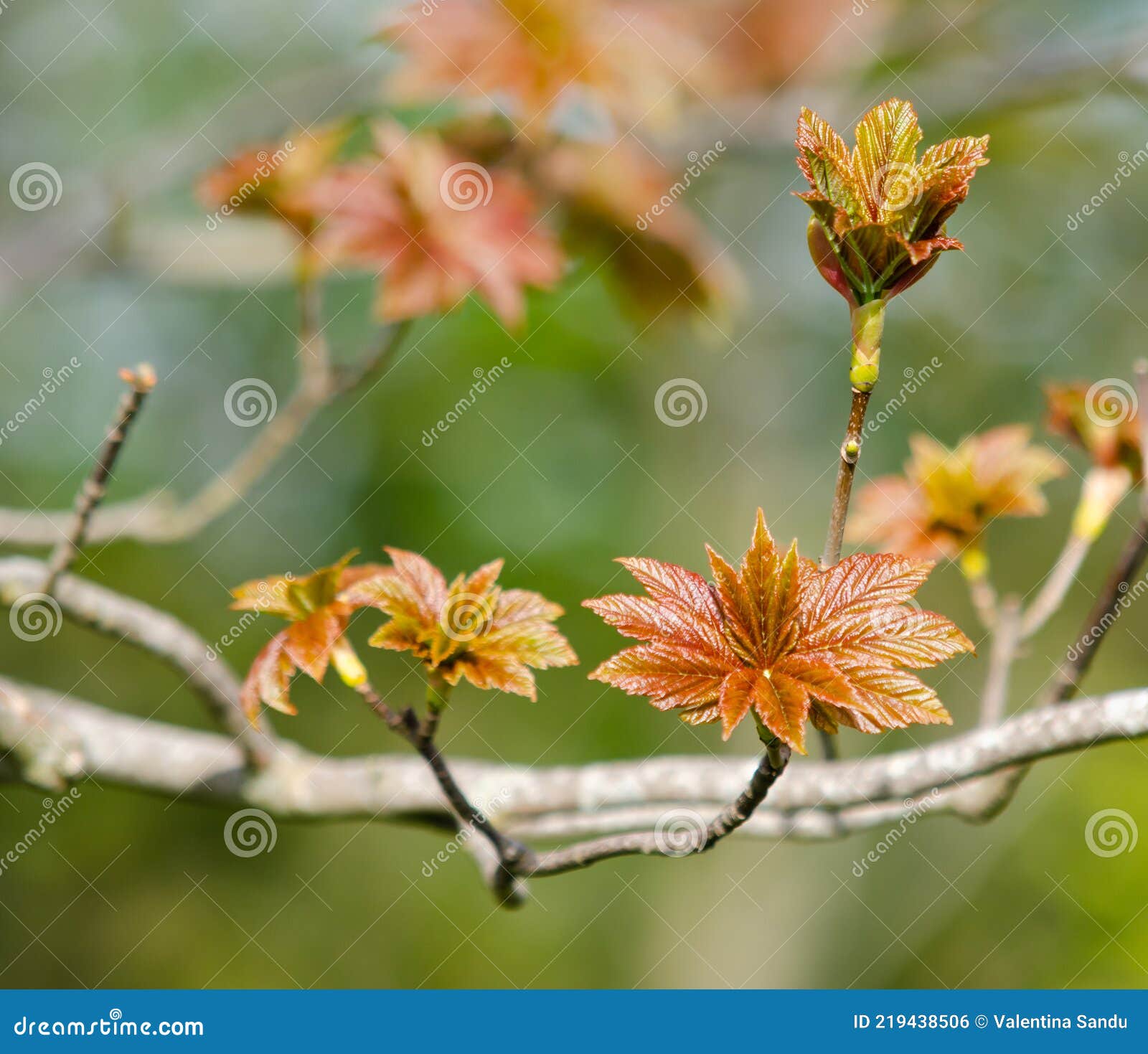 Red Sycamore Maple Leaf Buds Opening Acer Pseudoplatanus Stock Photo ...
