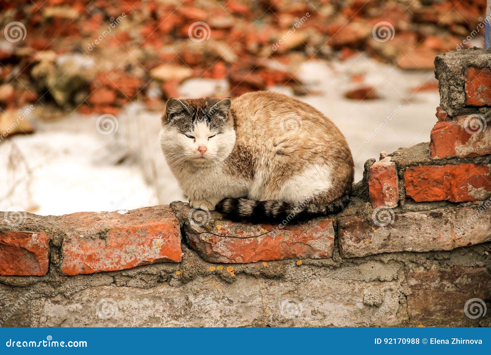 Red Tabby Cat on a Brick Wall Stock Photo - Image of tail, wall: 92170988