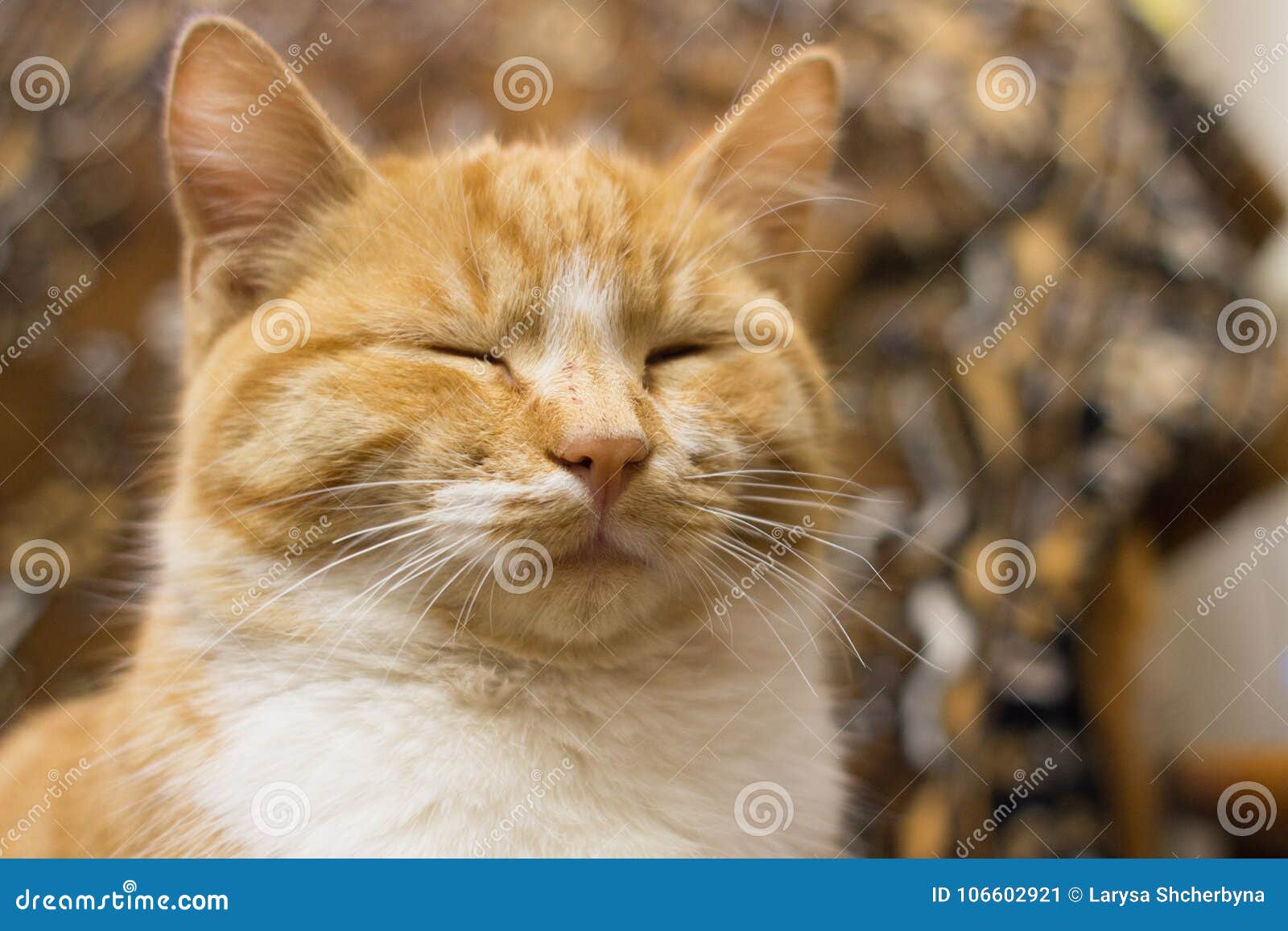 Red tabby cat dozing stock image. Image of nature, animals - 106602921