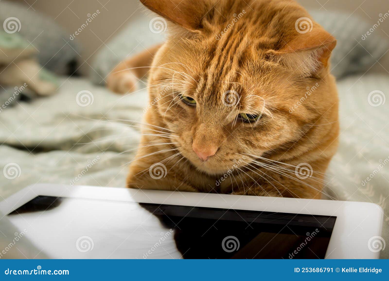 Red Tabby Cat Playing with a Tablet Stock Image - Image of screen ...