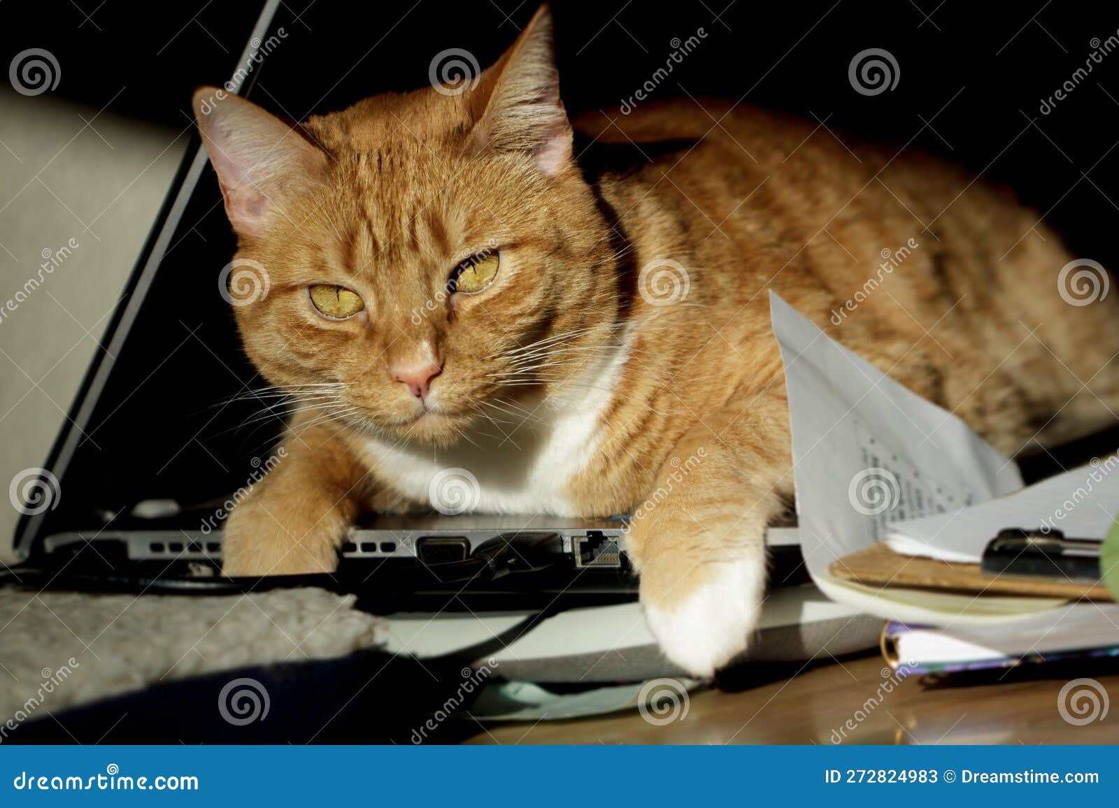 Red Tabby Cat Sitting on a Laptop Keyboard. Stock Image - Image of ...