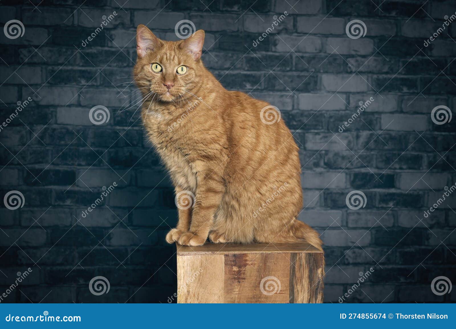 Red Tabby Cat Sitting on Wooden Column and Looking at Camera. Stock ...