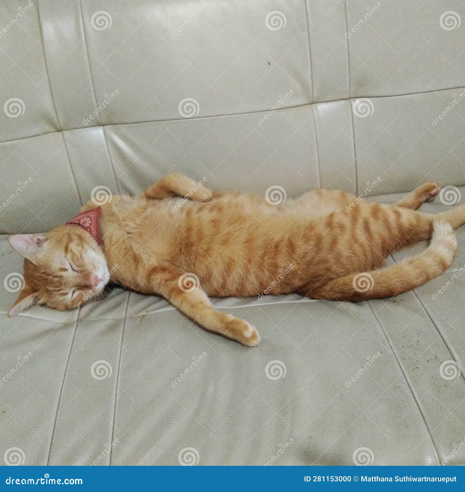 Red tabby cat sleep stock photo. Image of tabby, sleep - 281153000