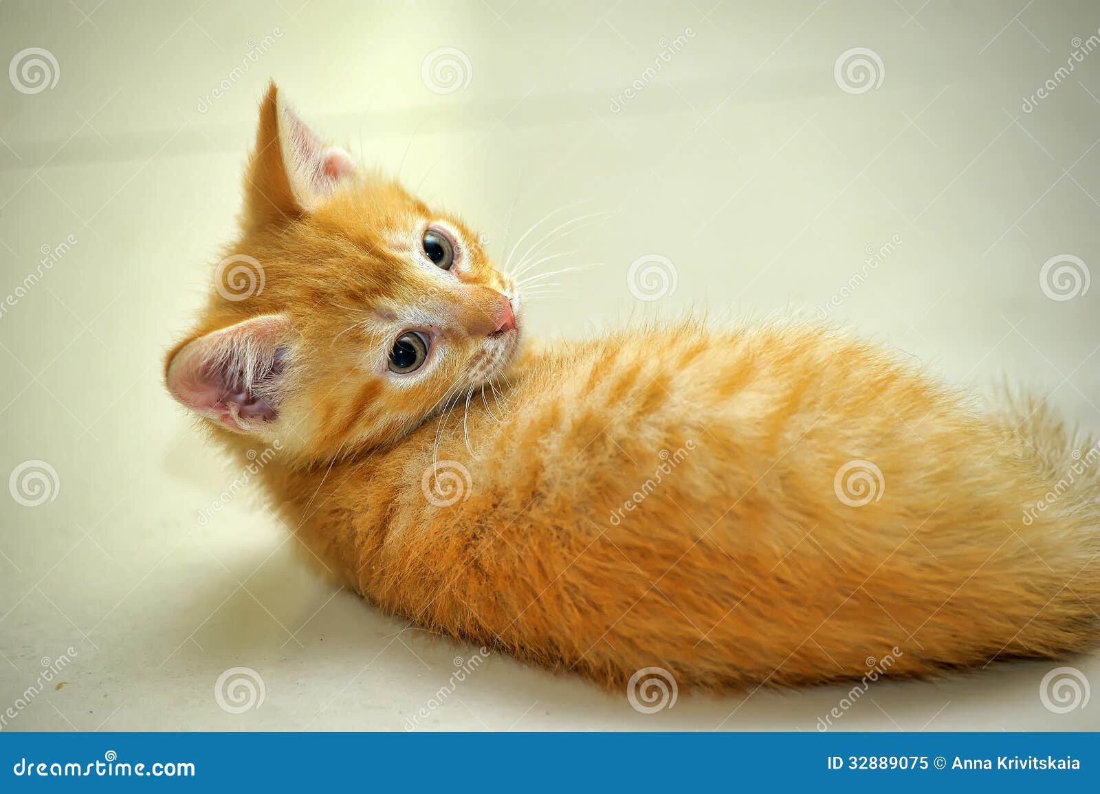 Red tabby kitten stock image. Image of fluffy, looking - 32889075