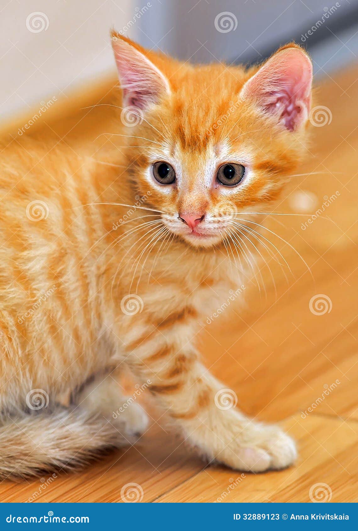 Red tabby kitten stock image. Image of playful, looking - 32889123