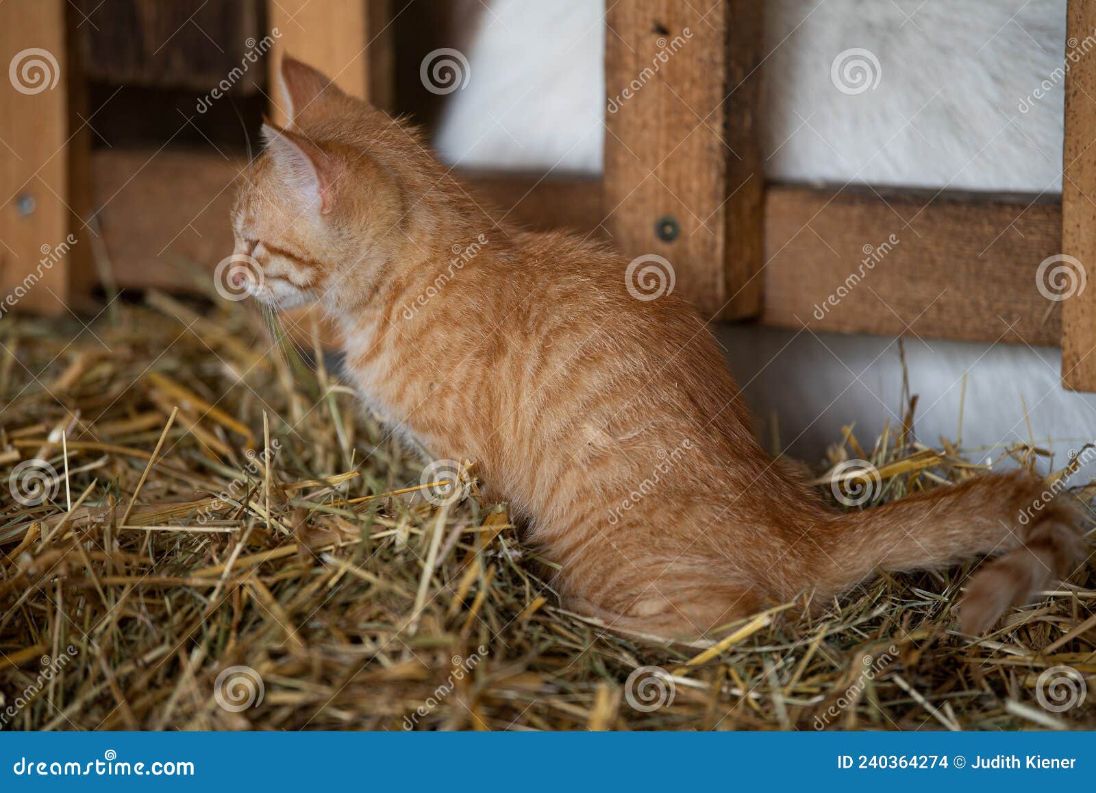 Red Tabby Kitten Pees in the Straw Stock Photo - Image of cute, baby ...