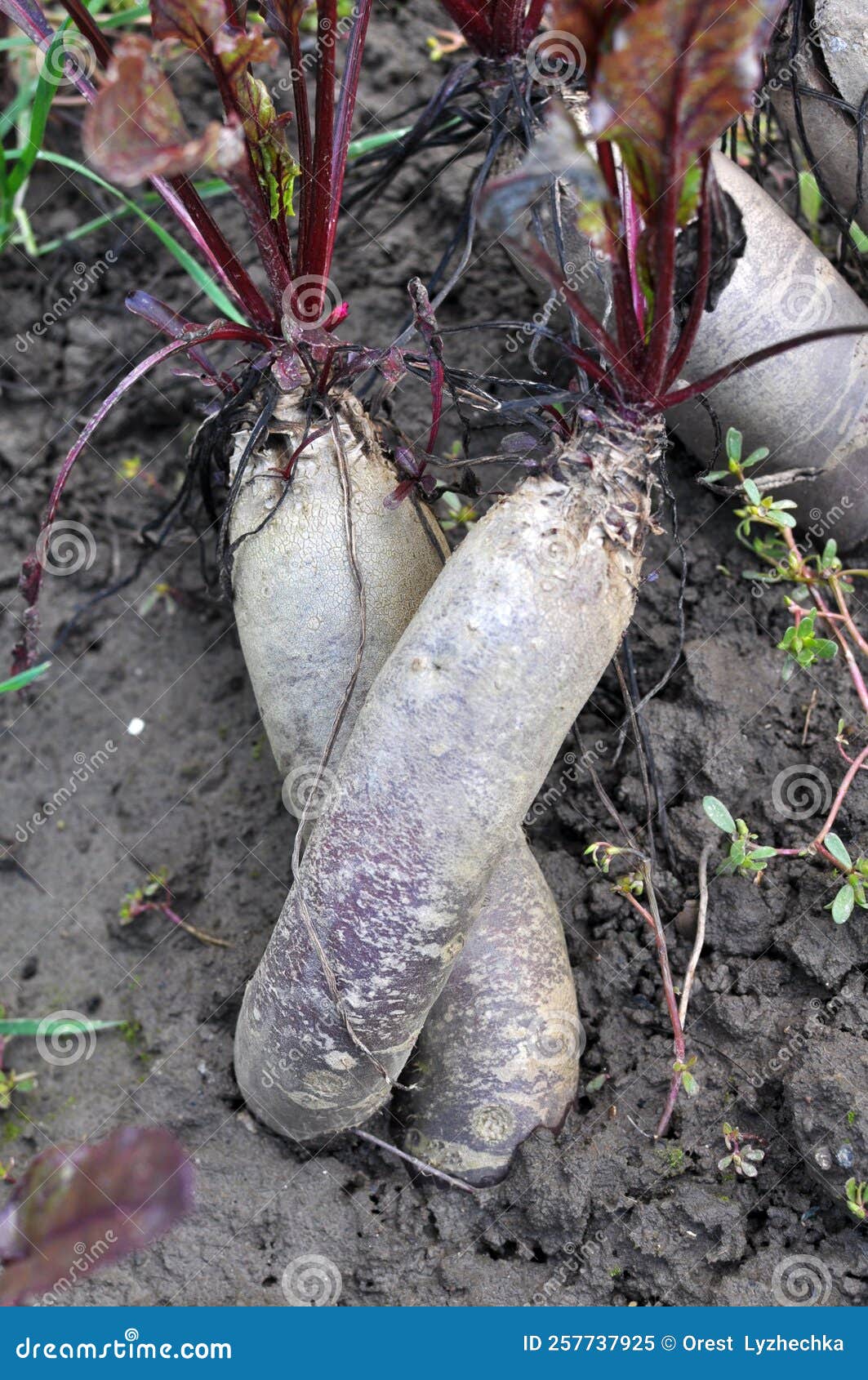 Table Red Beets Grow in Open Organic Soil Stock Image - Image of beets ...