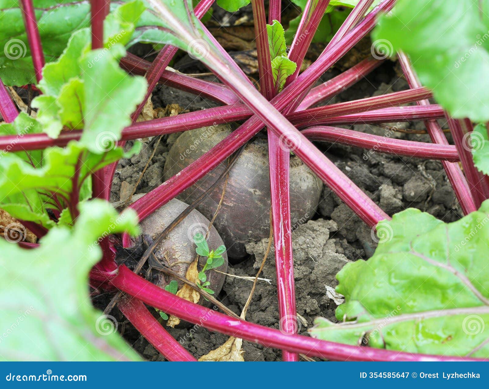 Red Table Beets Grow in Open Soil Stock Image - Image of soil, plant ...