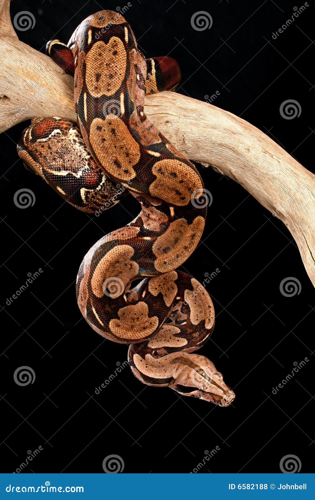 Red Tail Boa. stock photo. Image of snake, scales, reptile - 6582188