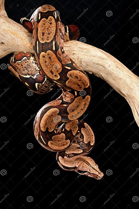 Red Tail Boa. stock photo. Image of snake, scales, reptile - 6582188