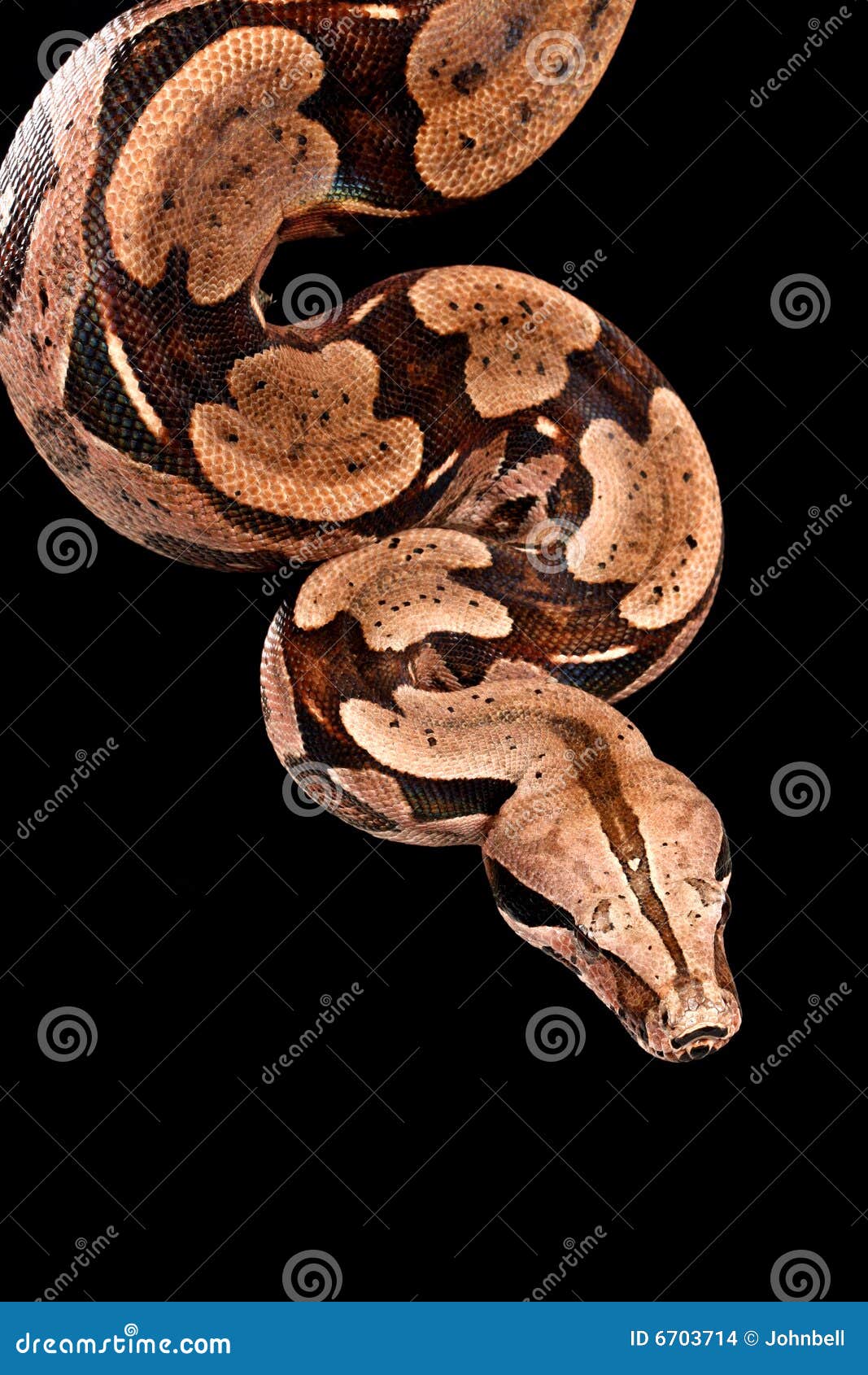 Red Tail Boa. stock photo. Image of wildlife, pattern - 6703714