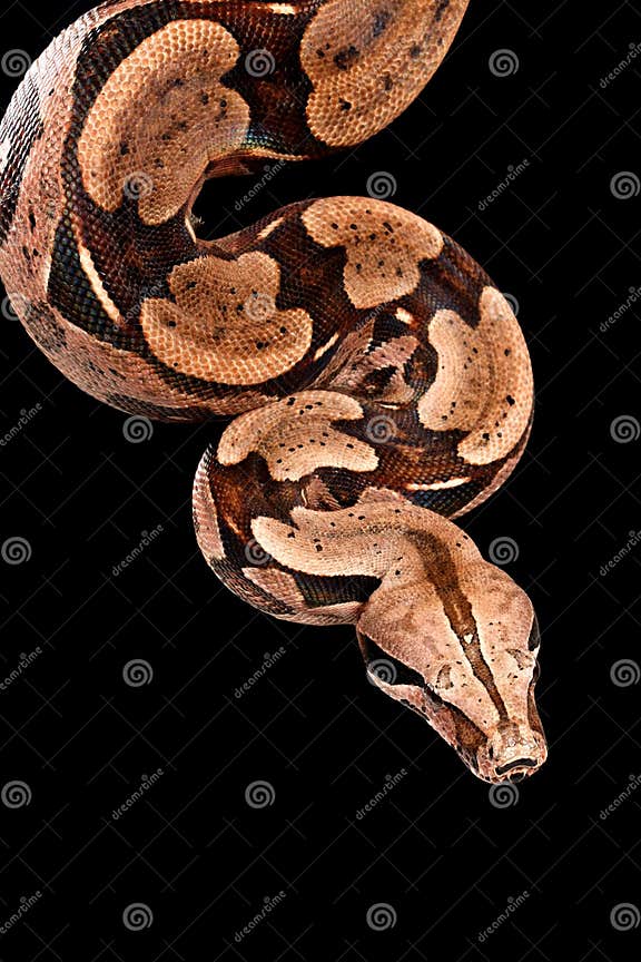 Red Tail Boa. stock photo. Image of wildlife, pattern - 6703714