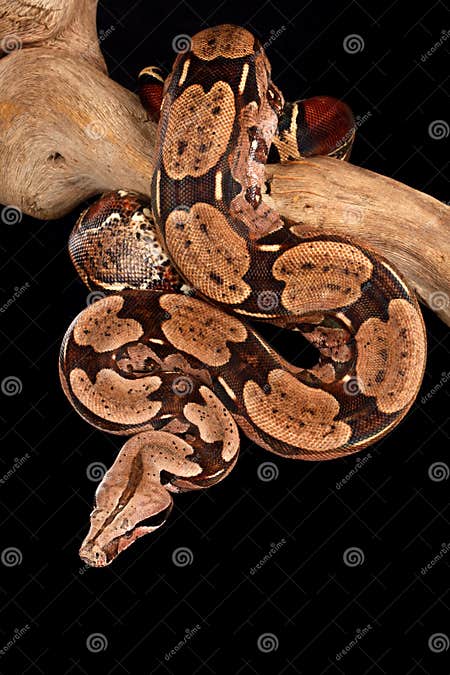 Red Tail Boa. stock image. Image of coils, pattern, scales - 6703731