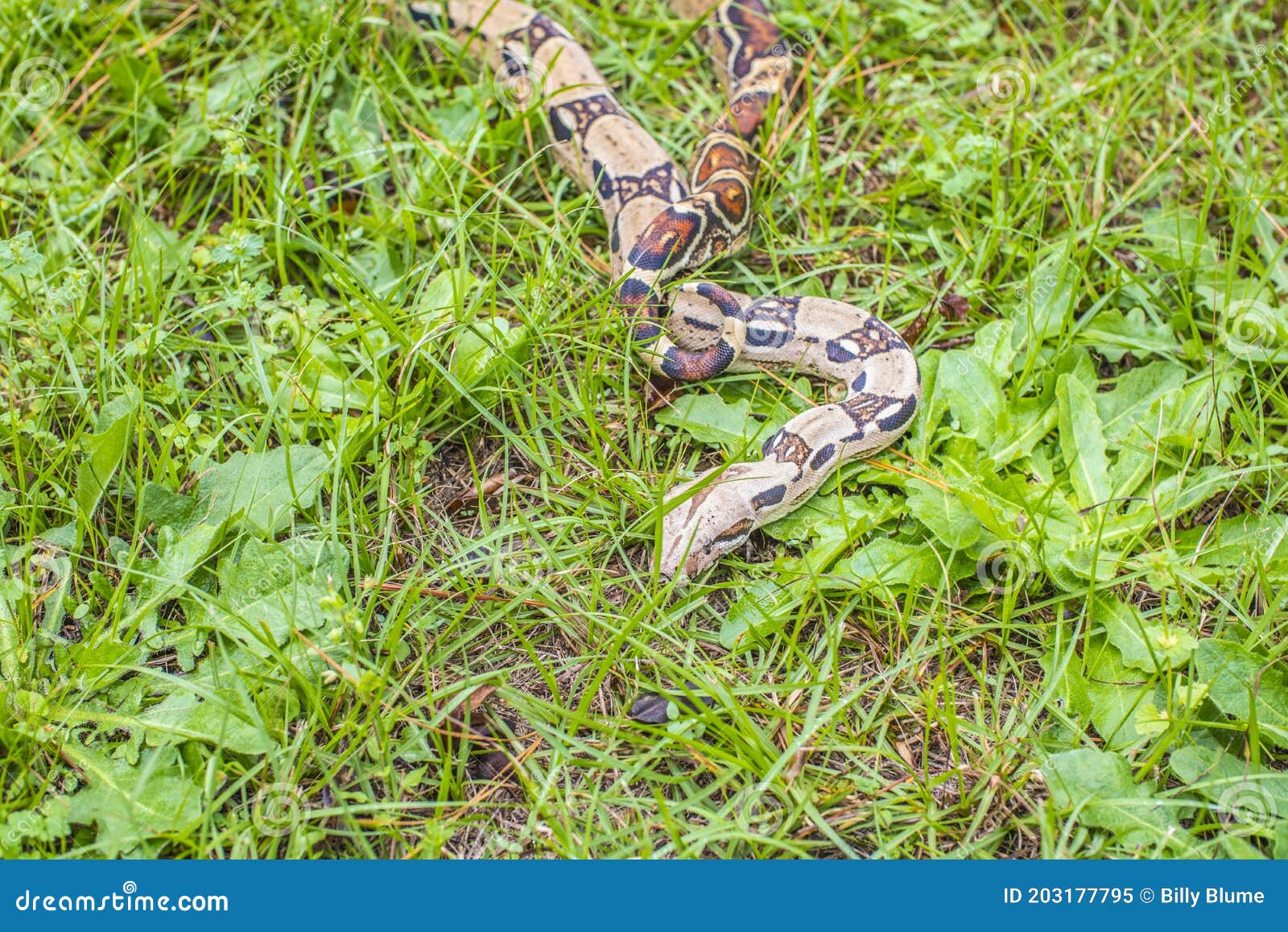 Red Tail Boa Constrictor in the Grass Partial Body Stock Image - Image ...