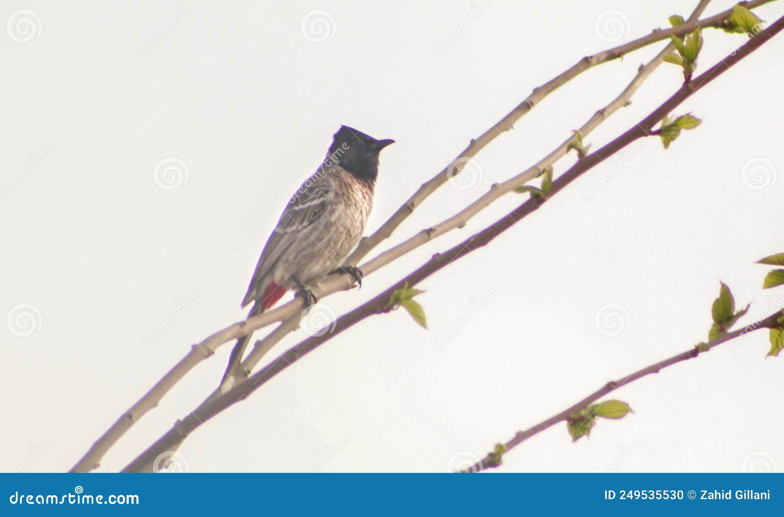 Red tail bulbul stock photo. Image of insect, drawing - 249535530