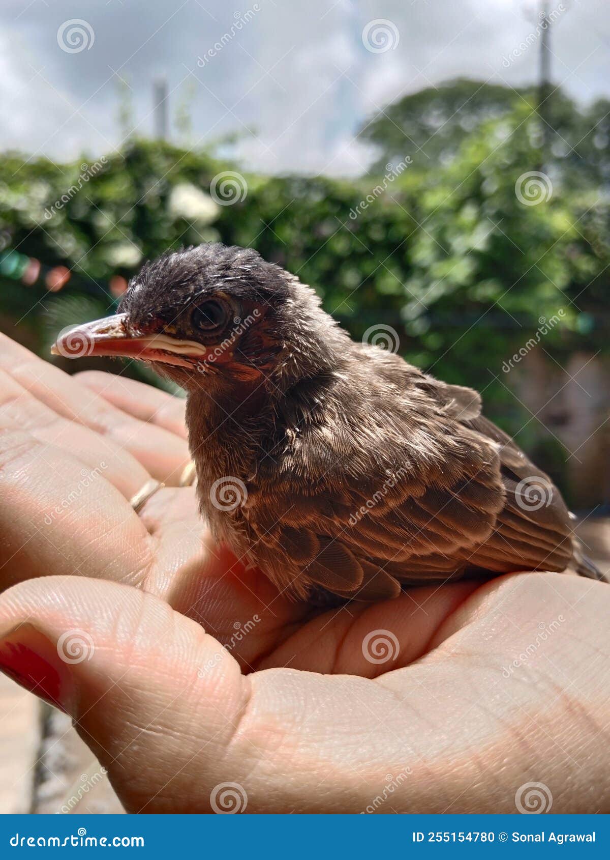 Red tail bulbul bird baby stock photo. Image of hummingbird - 255154780