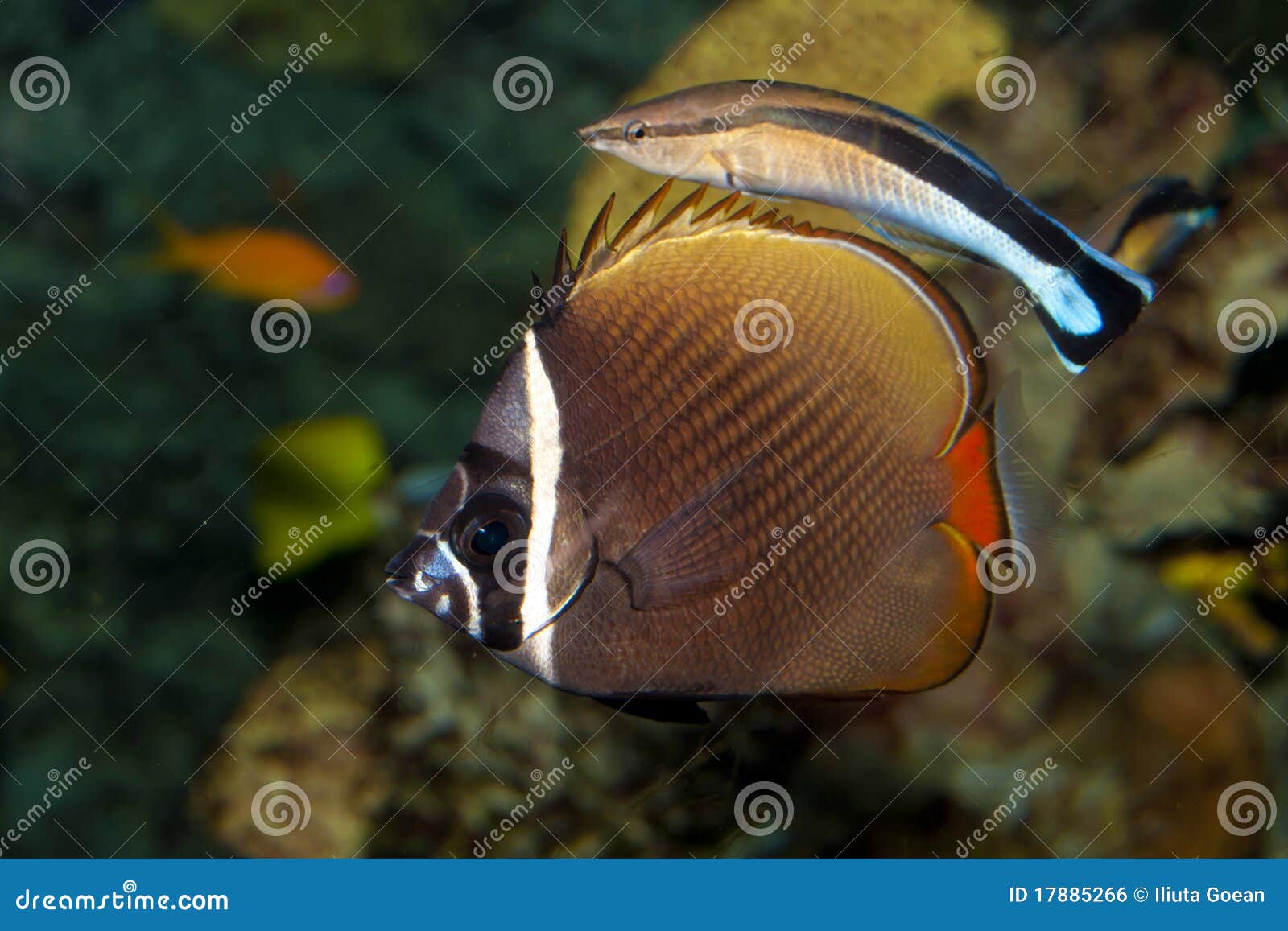 Red Tail Butterflyfish (Chaetodon Collare) Stock Photo - Image of fish ...
