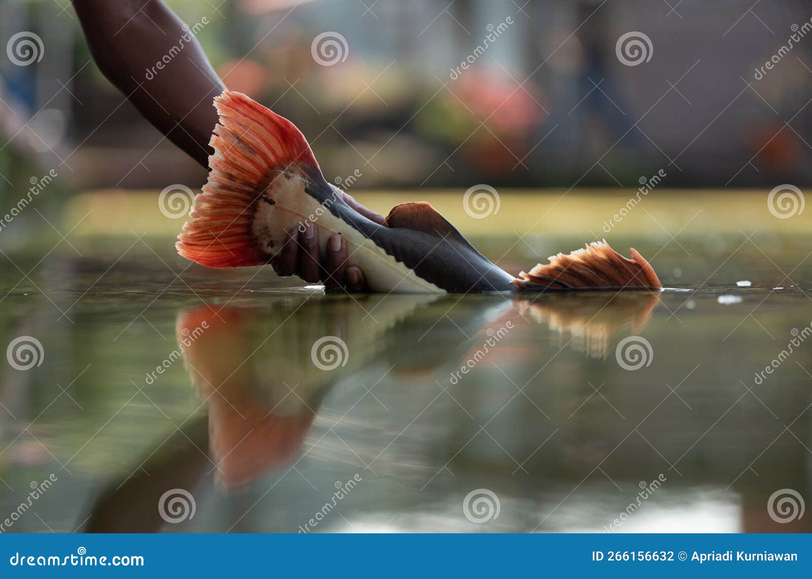 Red Tail Catfish Face In Closeup, Big Fish From The Amazon Basin ...