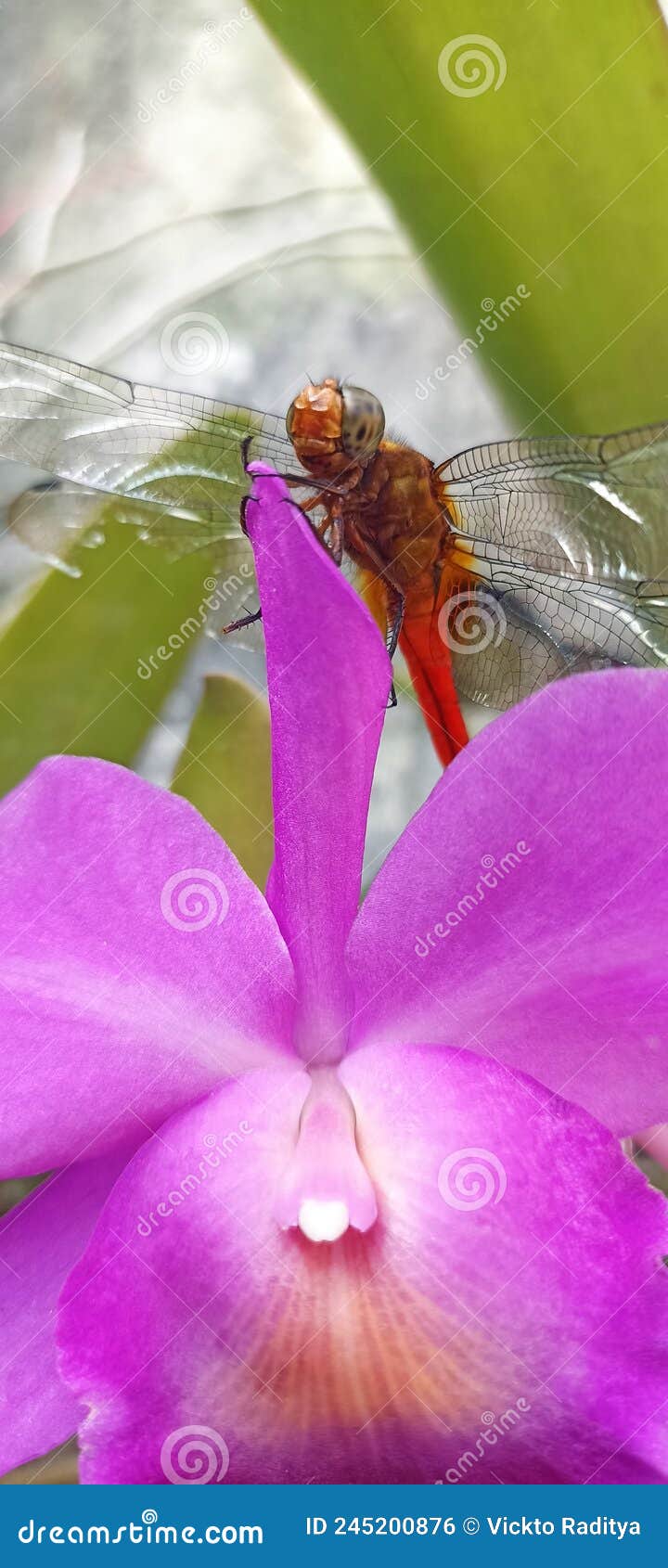 Red tail Dragonfly stock photo. Image of pollen, pink - 245200876