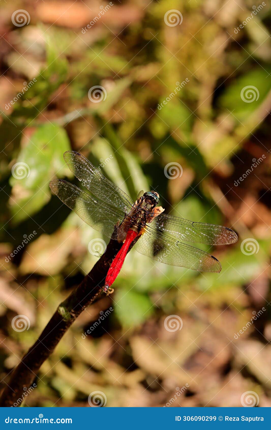 Red Tail Dragonfly from Indonesian New Guinea in the Tree Trunk Stock ...