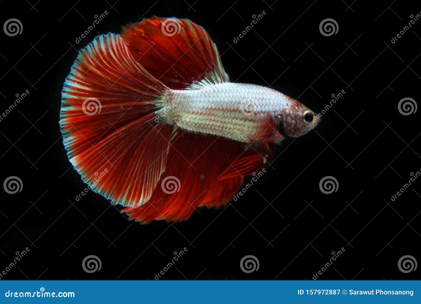 Red tail fish stock image. Image of fire, beach, thailand - 157972887