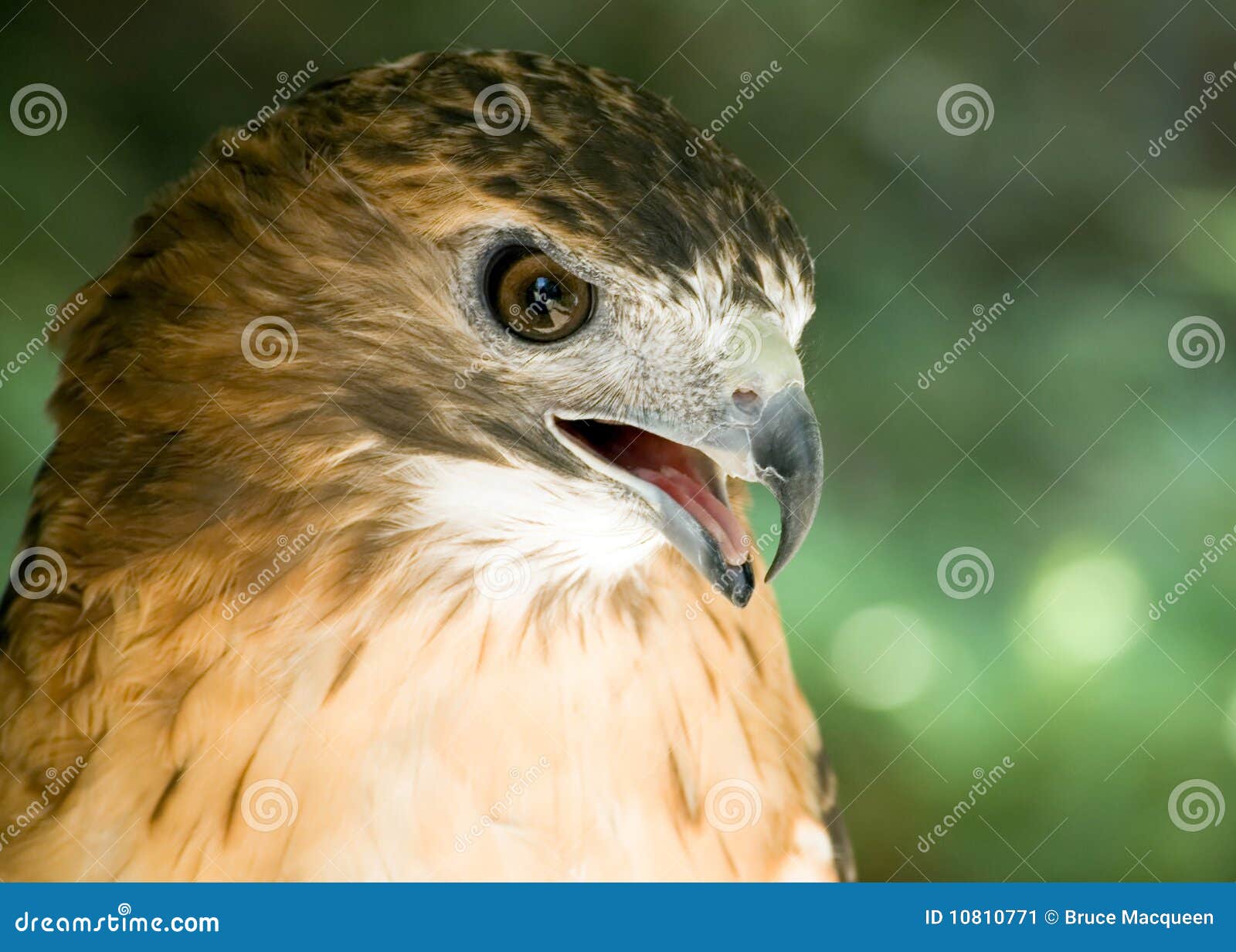 Red-tail Hawk stock image. Image of tail, raptor, bird - 10810771