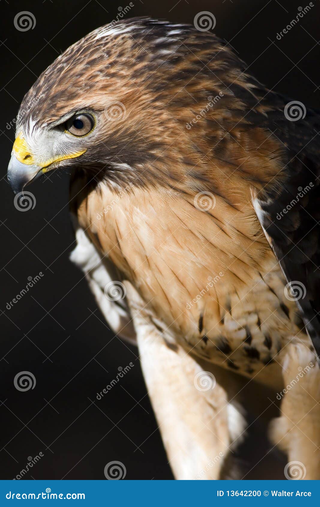 Patagial Marks Stock Photos - Free & Royalty-Free Stock Photos from ...