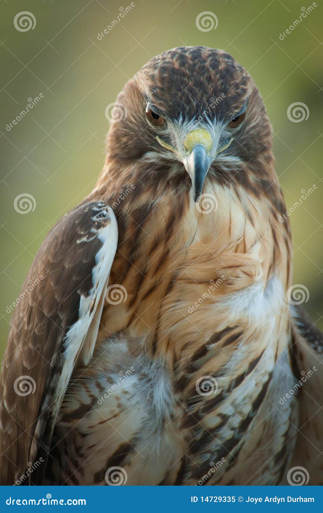 Red Tail Hawk stock image. Image of carnivore, raptor - 14729335