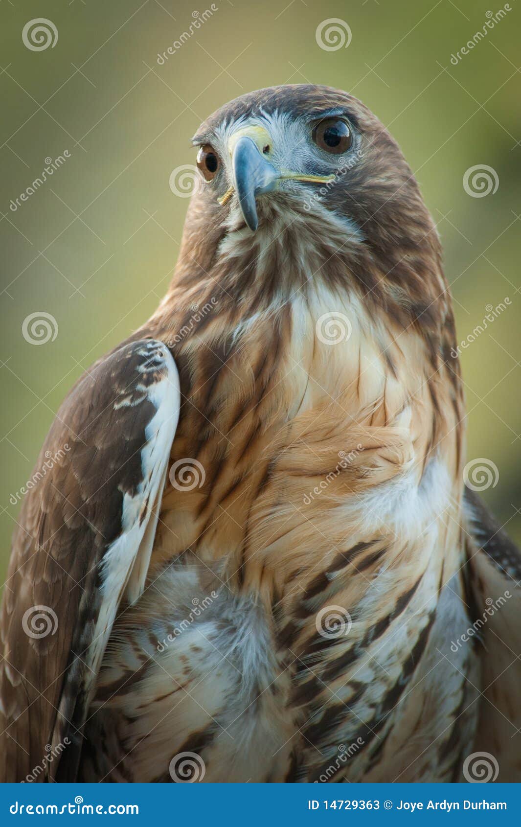 Red Tail Hawk stock image. Image of nature, close, hawk - 14729363