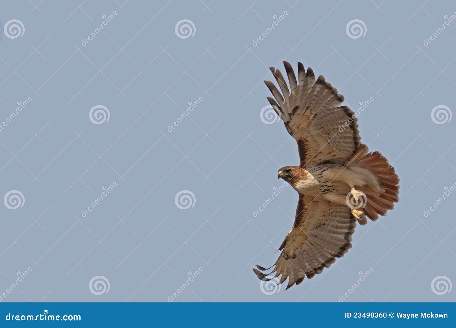 Hawk Royalty-Free Stock Photography | CartoonDealer.com #141420023