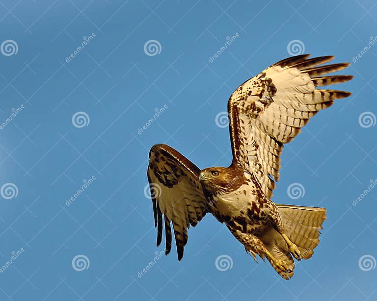 Red Tail Hawk stock image. Image of bird, birds, flying - 5160317