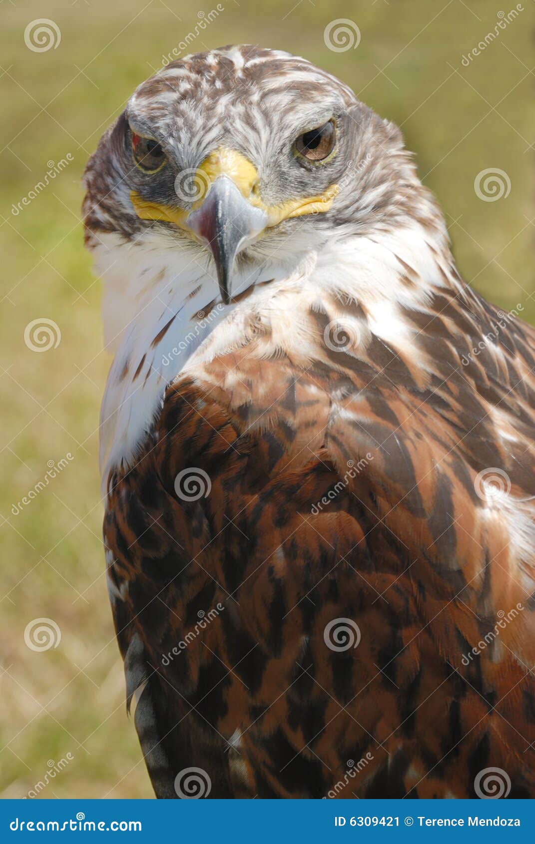 Red Tail Hawk stock image. Image of bird, predator, feather - 6309421