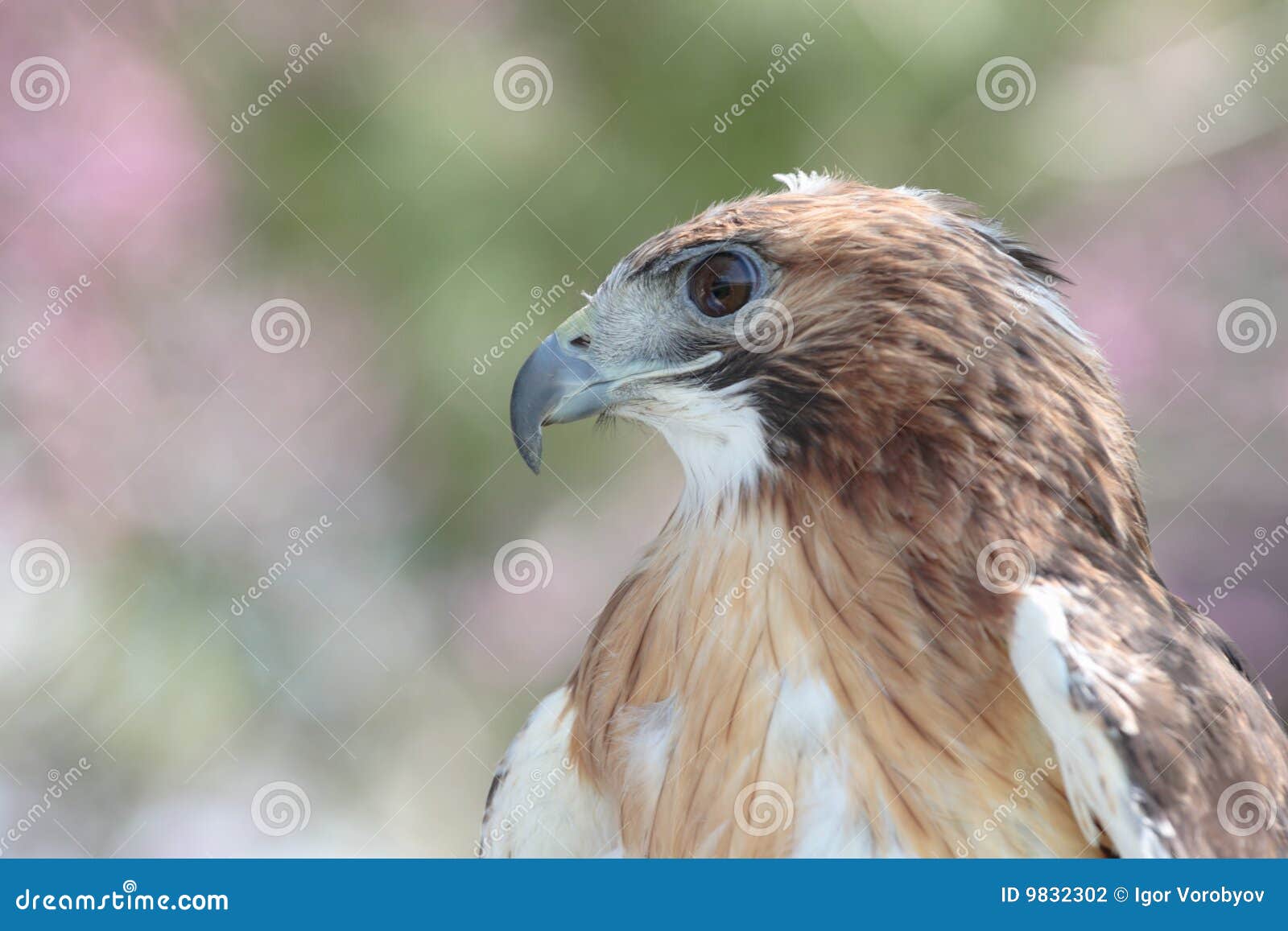 Red tail hawk stock photo. Image of jamaicensis, hunter - 9832302