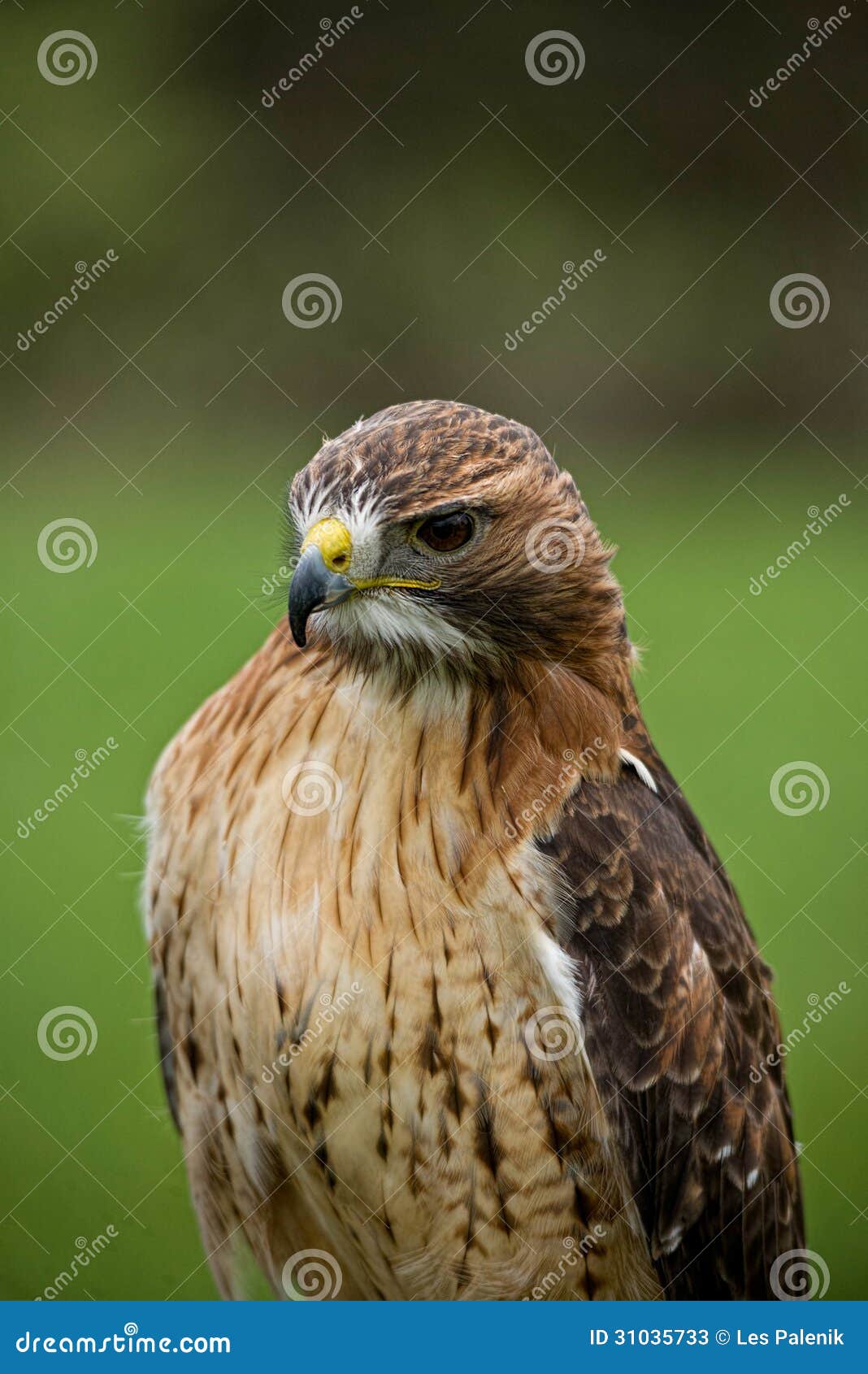 Red Tail Hawk stock image. Image of bird, avian, carnivore - 31035733