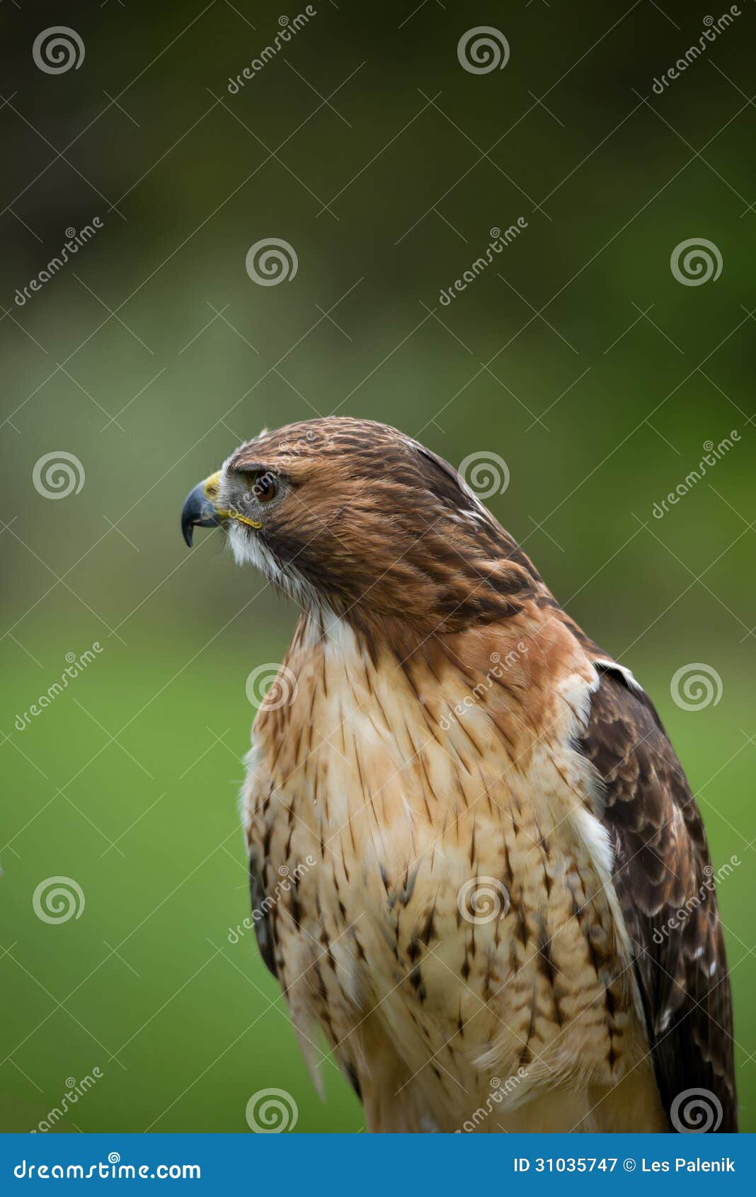 Red Tail Hawk stock image. Image of trees, perch, ornithology - 31035747