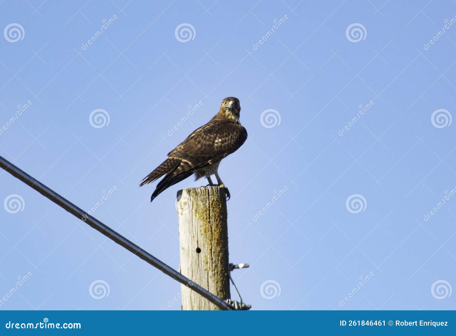 A Red Tail Hawk on an Electrical Pole Stock Image - Image of bird ...