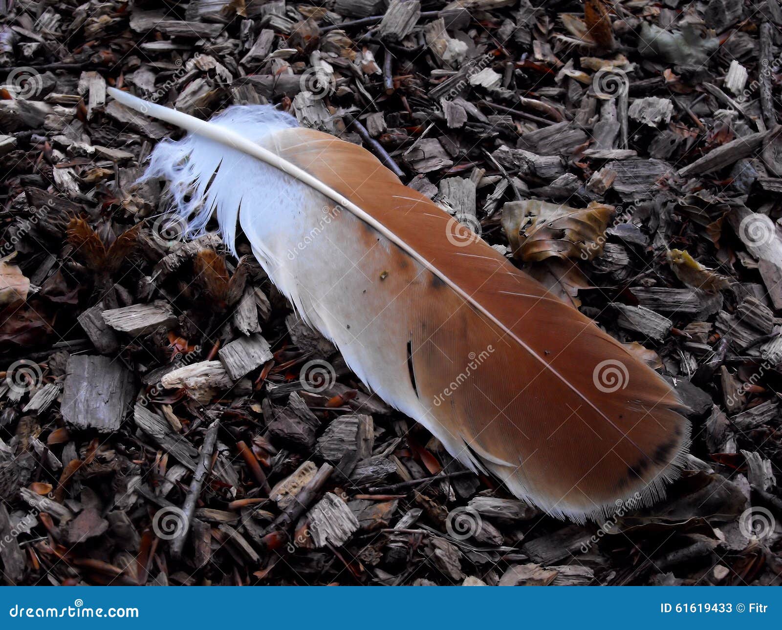Red Tailed Hawk Feather