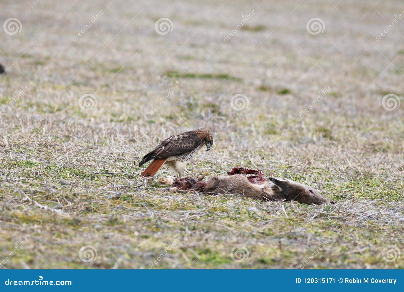 Red-tail Hawk Feeding on Deer Carcass Stock Image - Image of whitetail ...