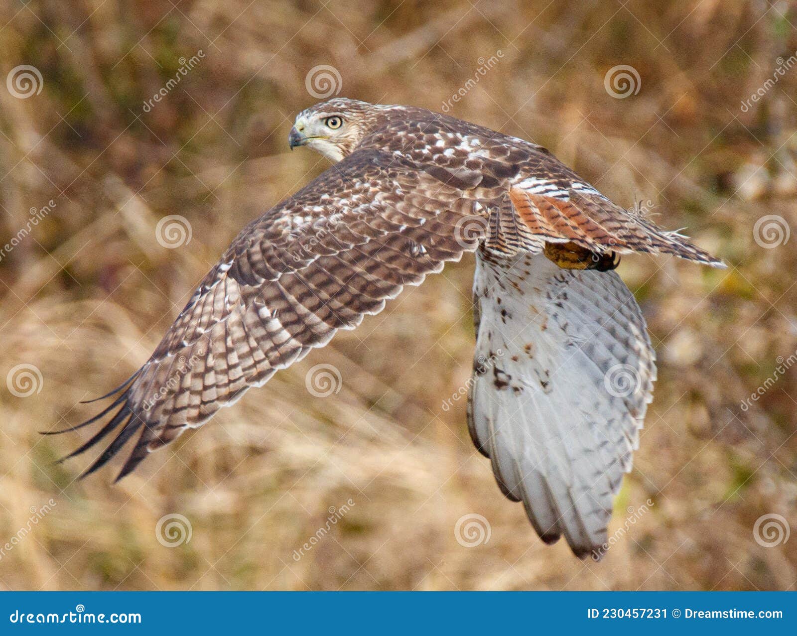 Red-tail hawk stock image. Image of hawk, bird, animal - 230457231