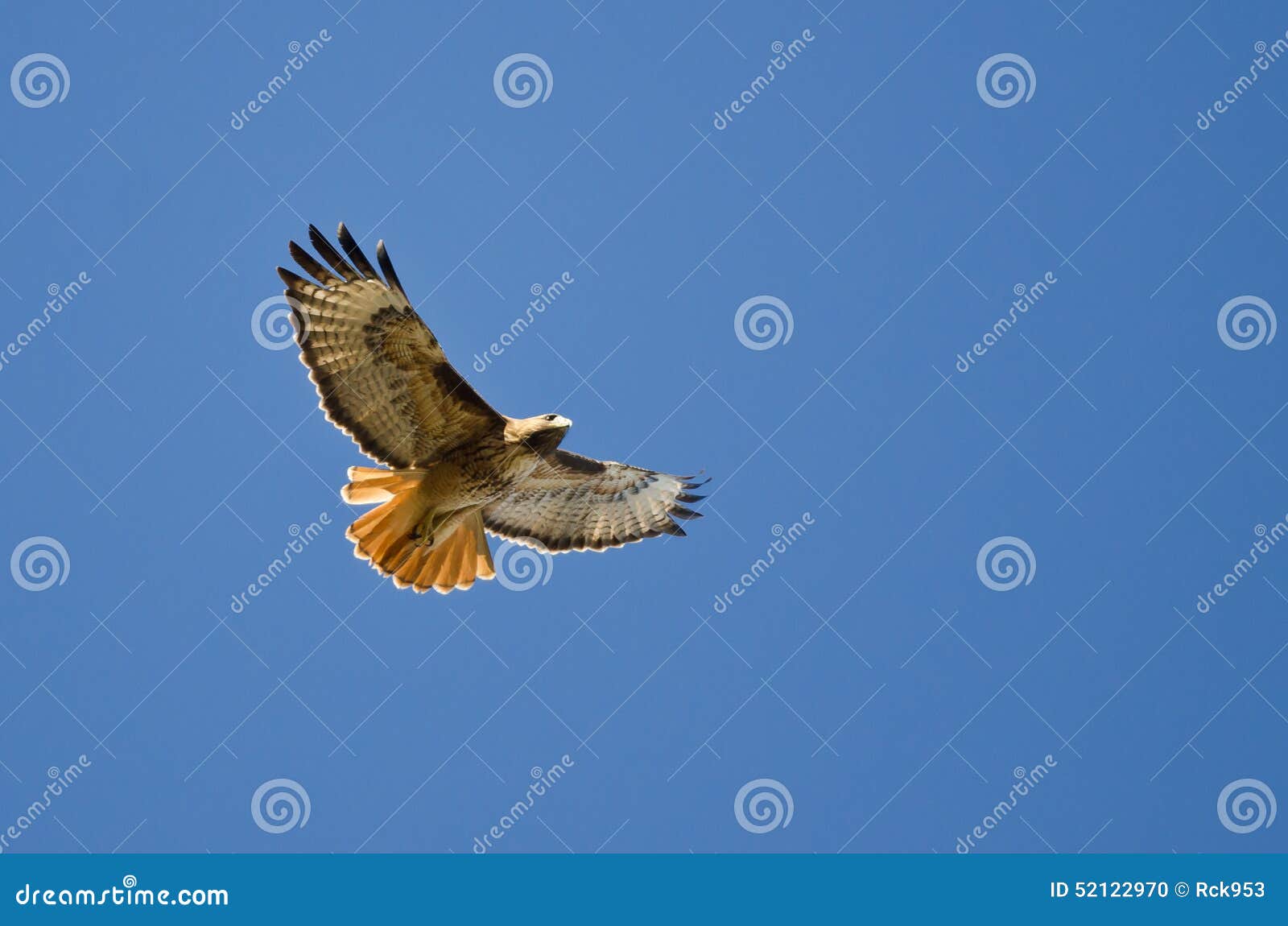 Red-Tail Hawk Flying in a Blue Sky Stock Photo - Image of hawk ...
