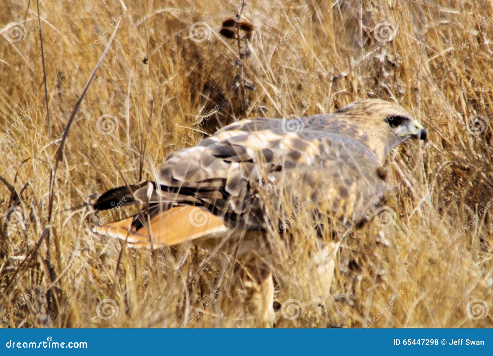 Hawk On The Ground Of A Field Royalty-Free Stock Photography ...