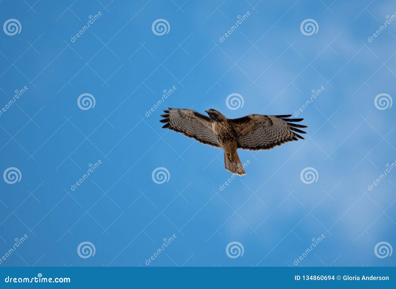 Red Tail Hawk Hunting High in the Sky Stock Photo - Image of flying ...