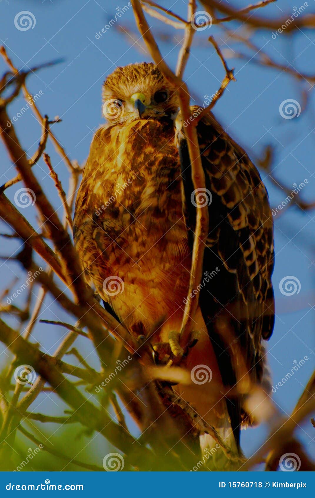 Red Tail Hawk Keeping Warm stock photo. Image of claws - 15760718